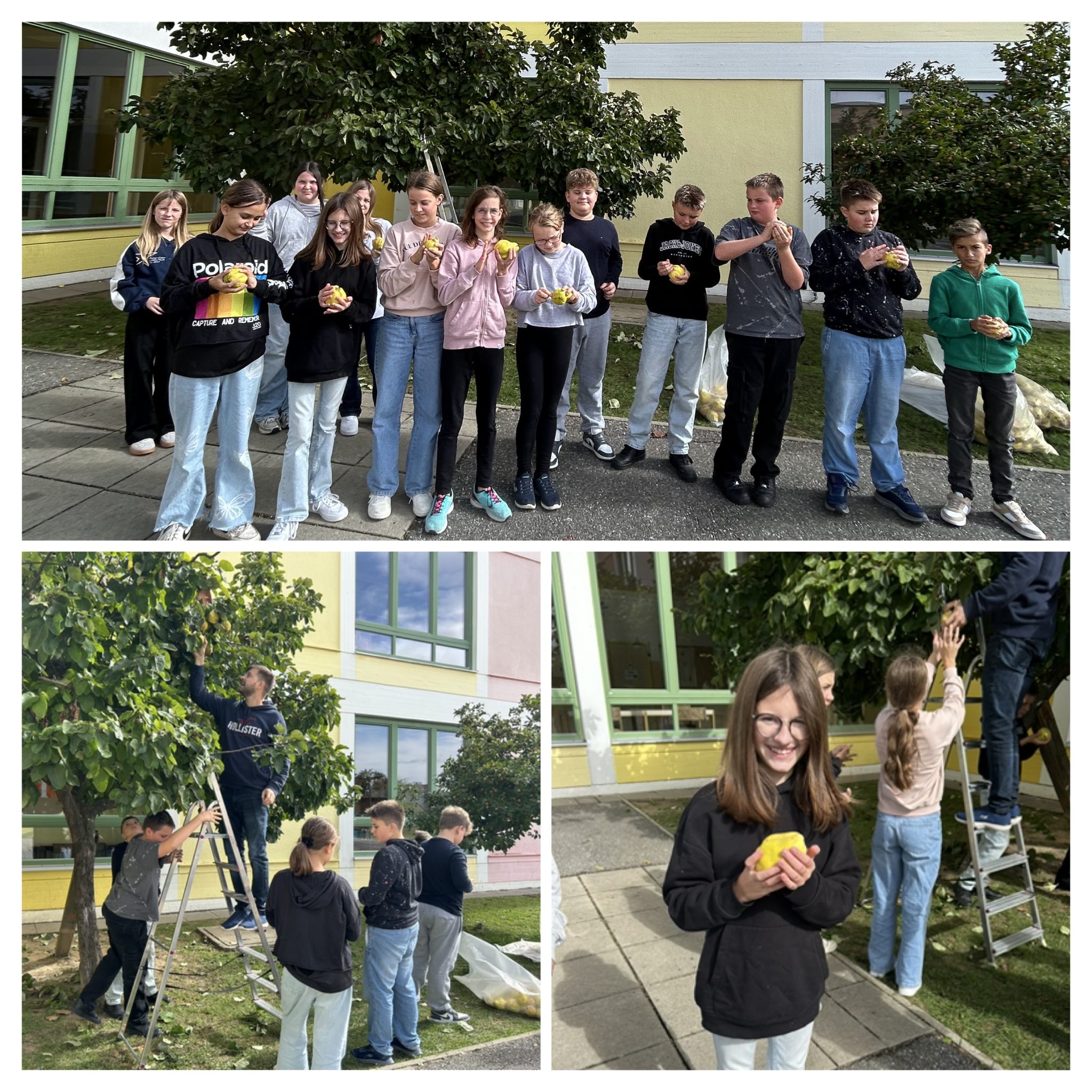 MS & VS St. Michael im Bgld. | Quittenpower am Schulhof – Teamgeist ...